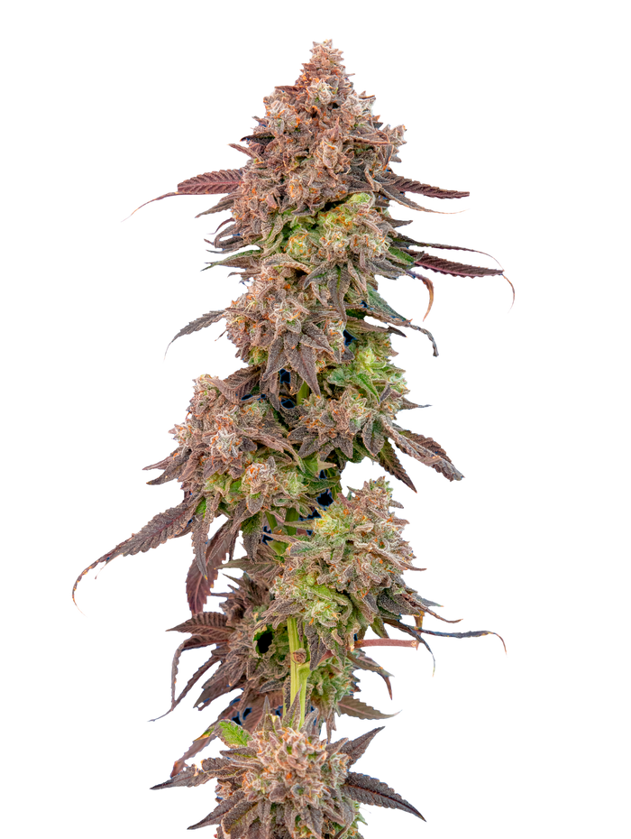 Gas Face – Mavericks Genetics