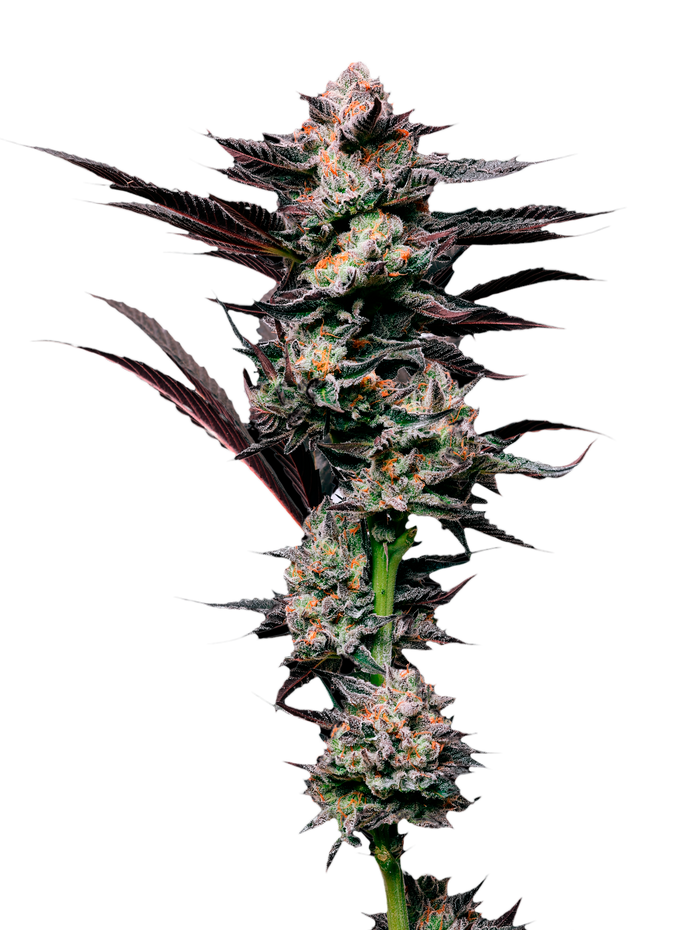 Girl Scout Cookies - Mavericks Genetics